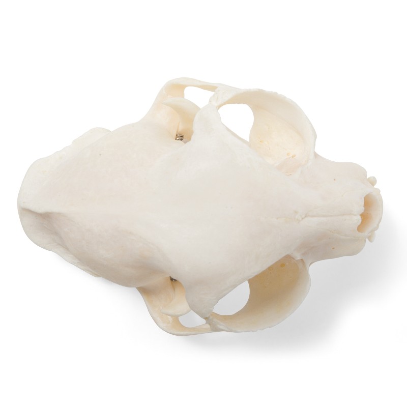 3B Scientific Real Cat Skull (Felis Catus) | Health and Care